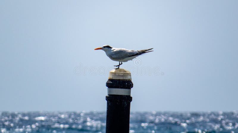 Cute Seagull Under the Sunlight Stock Image - Image of gull, beautiful ...