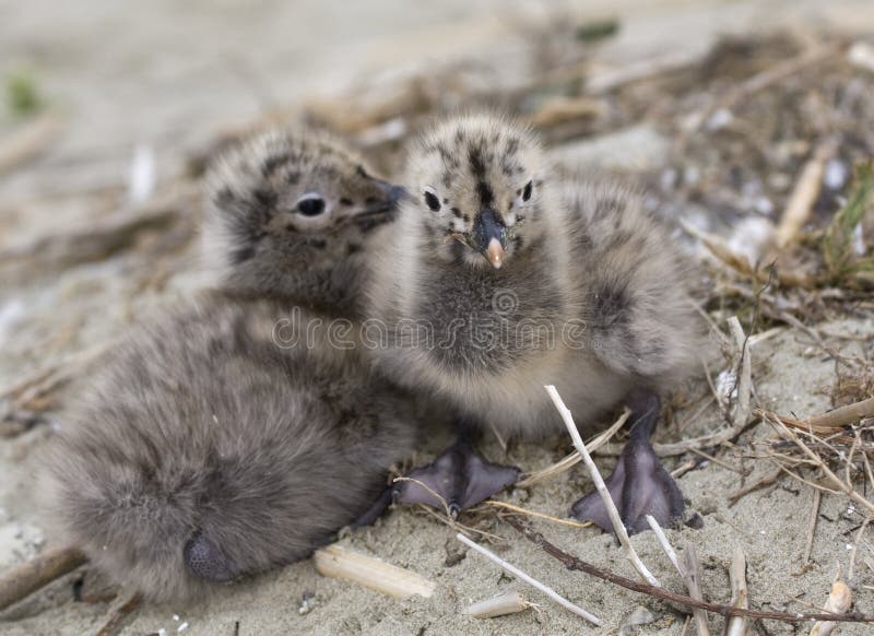 Cute Seagulls stock image. Image of fishing, long, scenic - 14243959