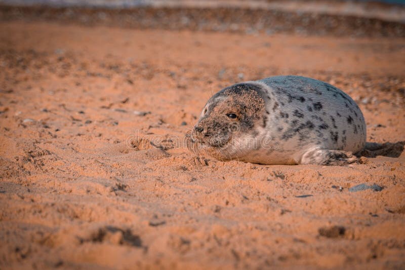 Cute Seal Resting on a Sandy Beach Stock Photo - Image of resting ...