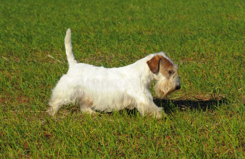 Cute Sealyham Terrier Dog Outdoors Stock Photo - Image of vertical ...