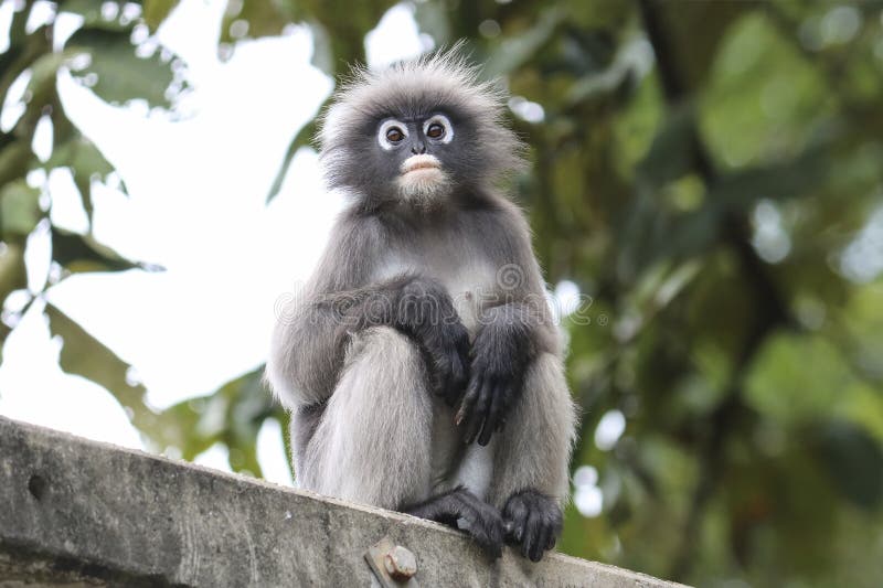 Cute Shaggy Adult Dusky Leaf Monkey Close Up Stock Image - Image of ...