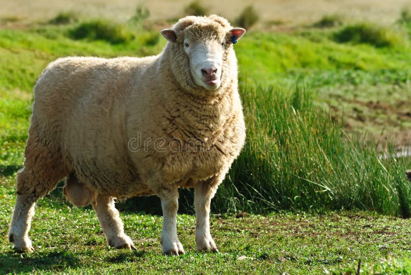 Cute sheep stock image. Image of australia, friendly - 14333805