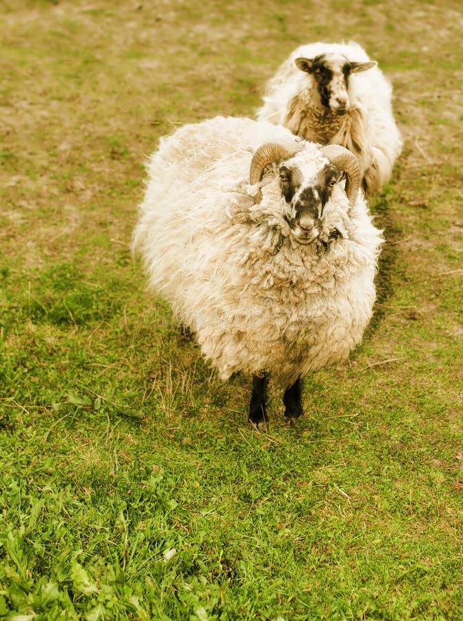 Cute Sheep Picture. Image: 16085995