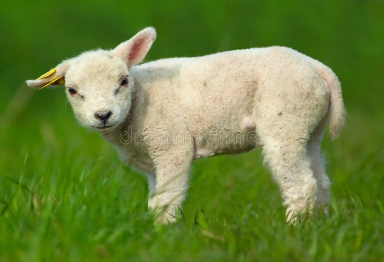7,171 Friendly Cute Sheep Stock Photos - Free & Royalty-Free Stock ...