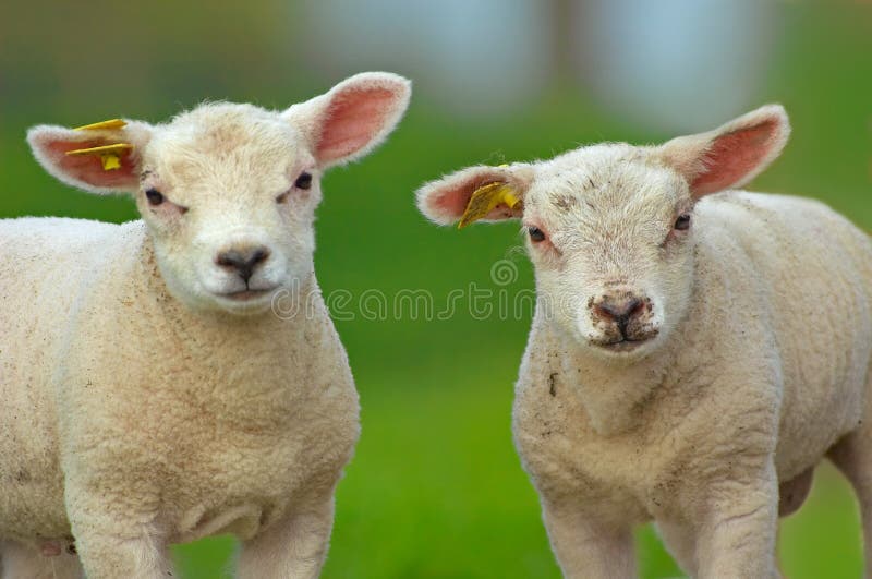 Cute sheep stock image. Image of affectionate, curious - 923105