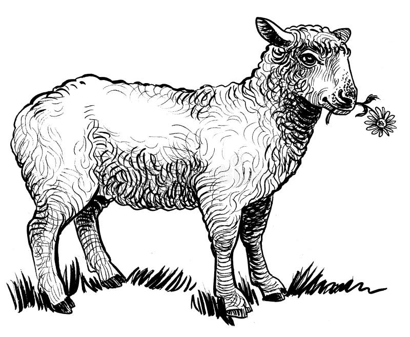 Cute sheep stock illustration. Illustration of mammal - 260928124