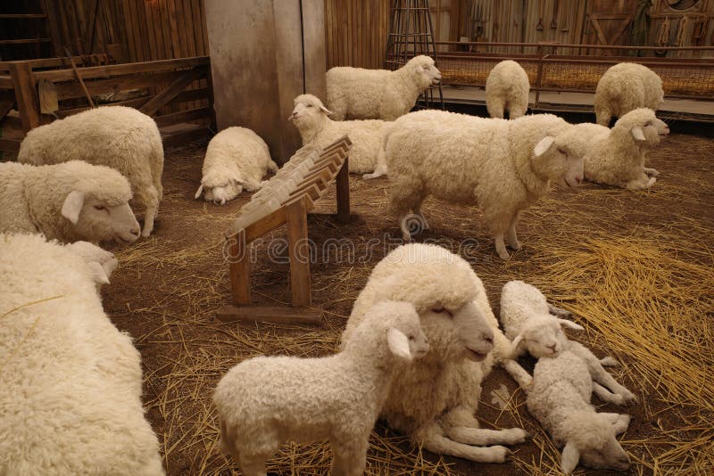 Cute Sheep in Iceland Staring into the Camera Stock Image - Image of ...