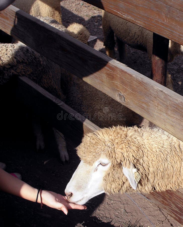 Cute sheep in the farm stock photo. Image of field, cute - 196599466