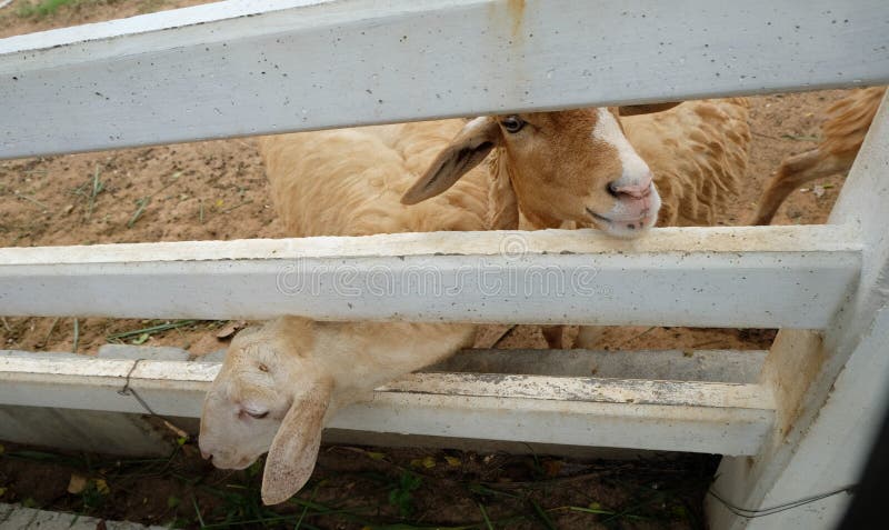 The small sheep farm stock photo. Image of gran, europe - 45493774
