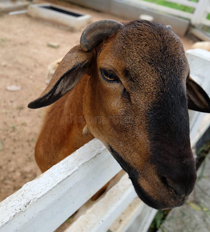 Cute Sheep Farm in a Small Town. Stock Photo - Image of sheep, walk ...