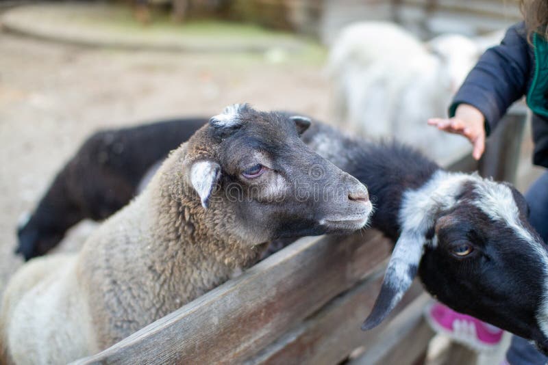 Cute Sheep and Goats on the Farm Stock Photo - Image of lamb, animal ...