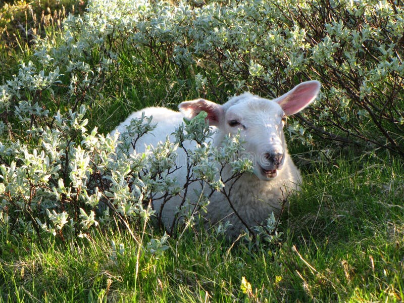 158 Sheep Lying Down Green Pasture Stock Photos - Free & Royalty-Free ...