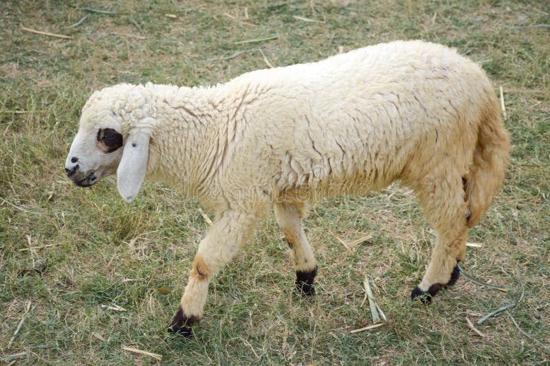 Cute sheep stock image. Image of rural, country, wool - 89944765