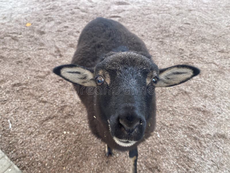 Cute Sheep Outdoors Close-up.cute Sheep Outdoors Close-up Stock Image ...