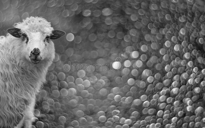 Cute Sheep Portrait Close Up and Light Bokeh Stock Image - Image of ...
