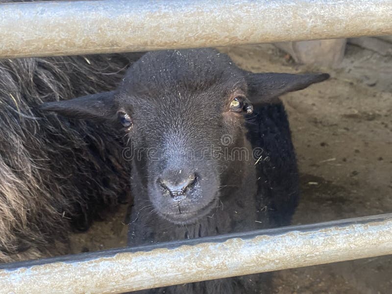 Cute Sheep Portrait Image in a Petting Zoo. Stock Photo - Image of wool ...