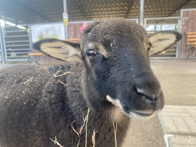 Cute Sheep Portrait Image in a Petting Zoo. Stock Photo - Image of ...