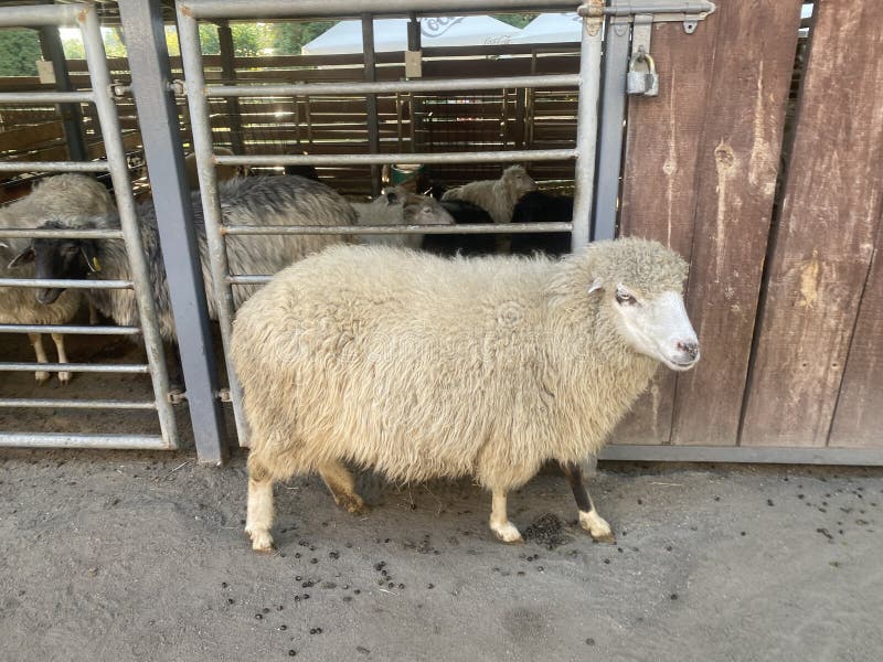 Cute Sheep Portrait Image in a Petting Zoo. Stock Photo - Image of ...