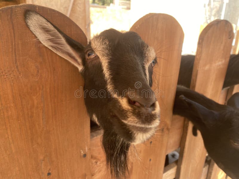 Cute Sheep Portrait Image in a Petting Zoo. Stock Photo - Image of ...