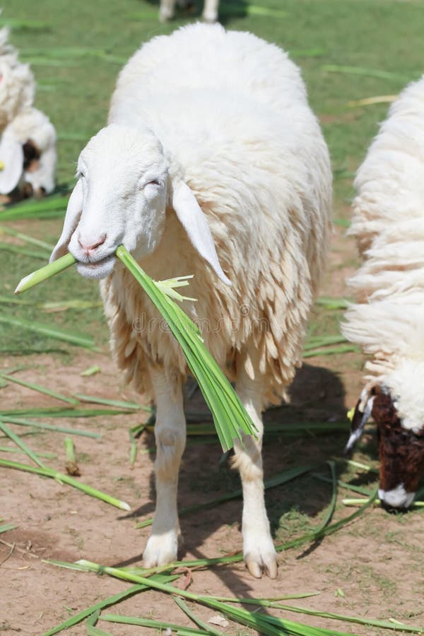 Cute sheep stock photo. Image of naivety, nature, rural - 75758824