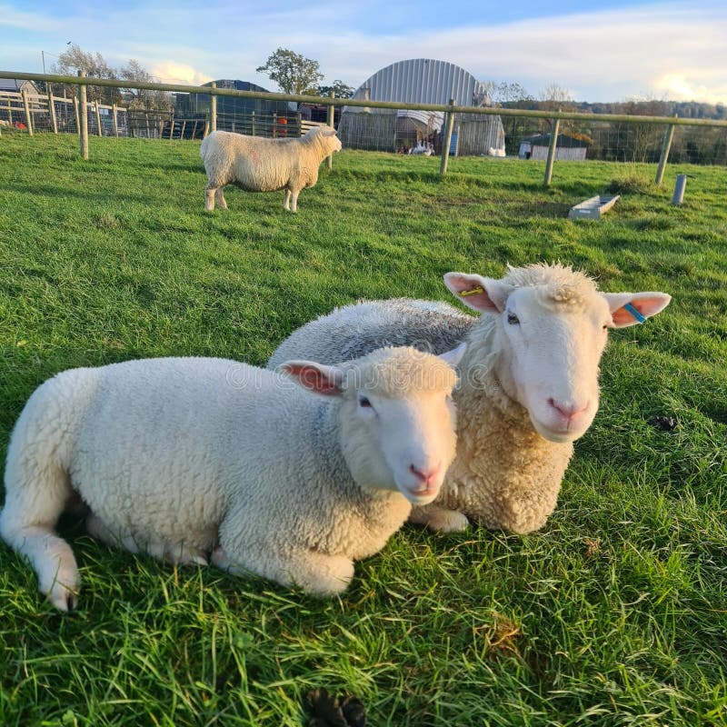 Cute sheep stock image. Image of field, farm, cattle - 267711823