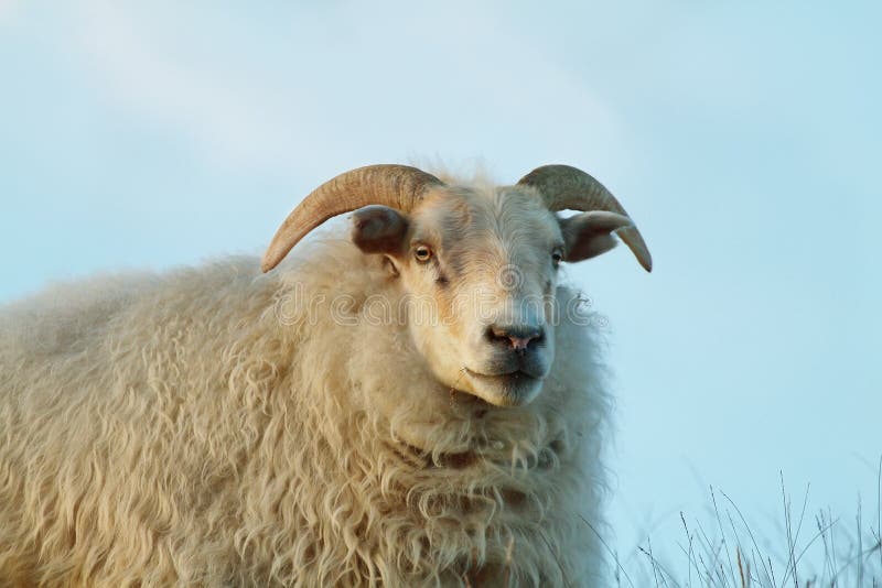 Cute sheep stock image. Image of european, head, sheep - 45526833