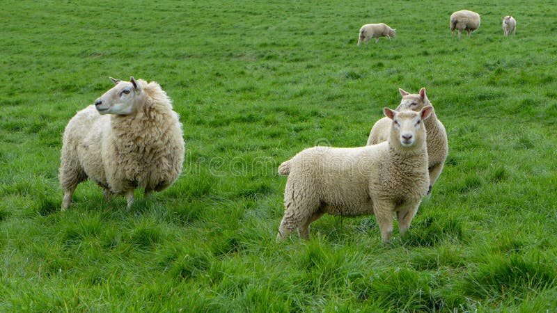 Cute Sheep Walking in the Green Field in Wales during the Daytime Stock ...