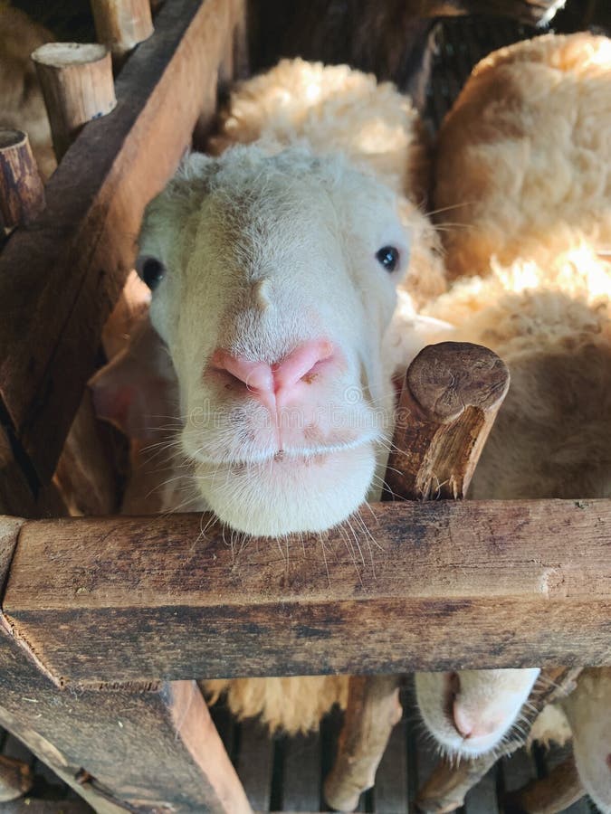 Cute Sheep Watching in Camera. Sheep on Farm Stock Image - Image of ...