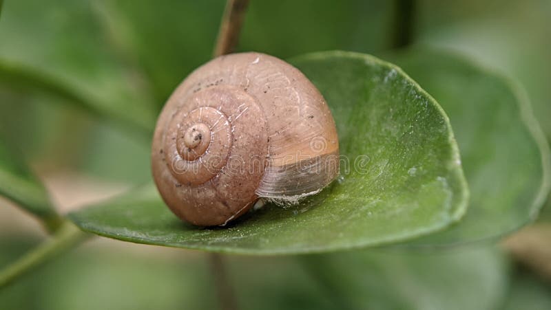 Cute Shell Escargot Crawling on Grass Stock Photo - Image of slime ...