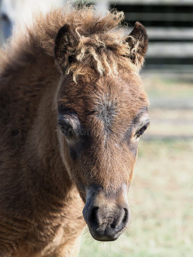 Cute Foal stock photo. Image of foal, nature, animal - 154260972