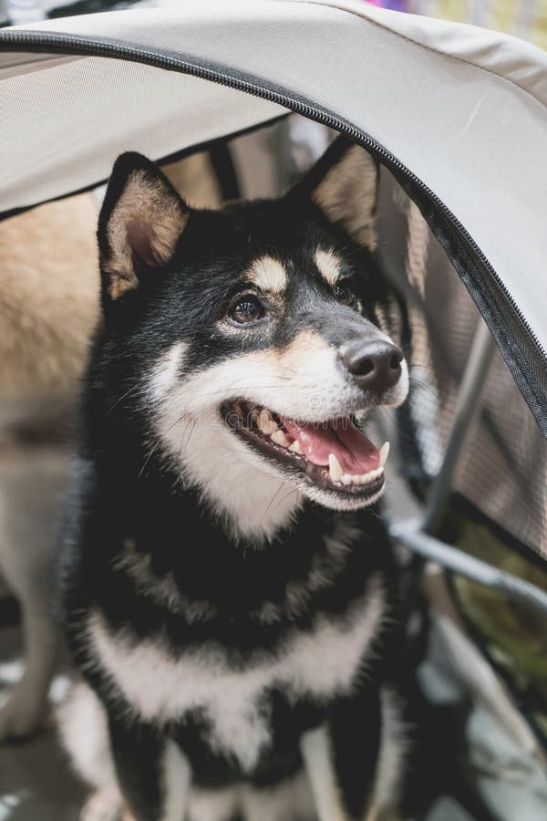 Cute shiba dog stock image. Image of canine, purebred - 135504841