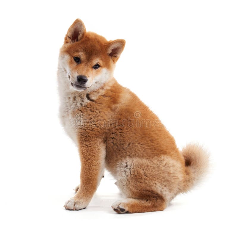 9,672 Cute Inu Shiba Stock Photos - Free & Royalty-Free Stock Photos ...