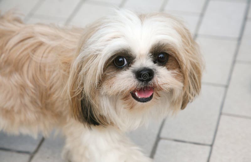 Cute Shih-tzu stock photo. Image of floor, long, side - 15001826