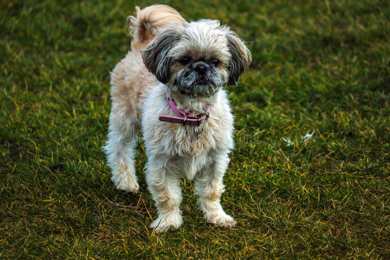 Cute Shih Tzu Dog on a Green Grass Stock Image - Image of adorable ...