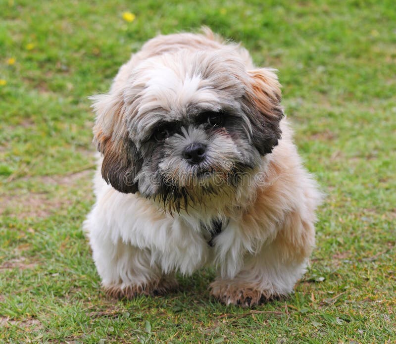 Cute Shih Tzu stock image. Image of fluffy, adorable - 32366185
