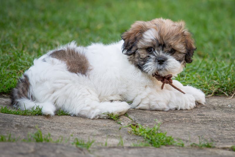 Cute Shitzu puppy stock photo. Image of brown, black - 130128294
