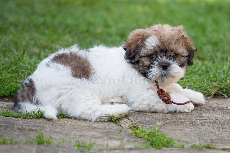 Cute Shitzu puppy stock photo. Image of shihtzu, adorable - 130128330