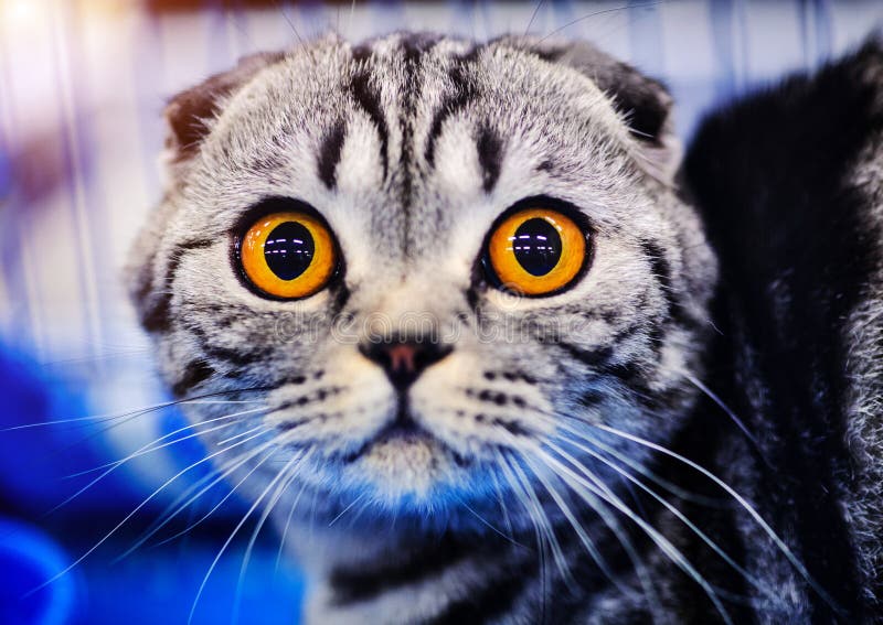 Cute shocked cat stock photo. Image of adorable, feline - 148367812
