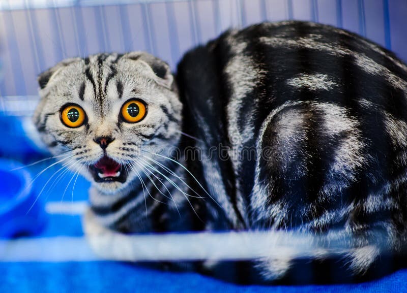 1,086 Shocked Cat Stock Photos - Free & Royalty-Free Stock Photos from ...