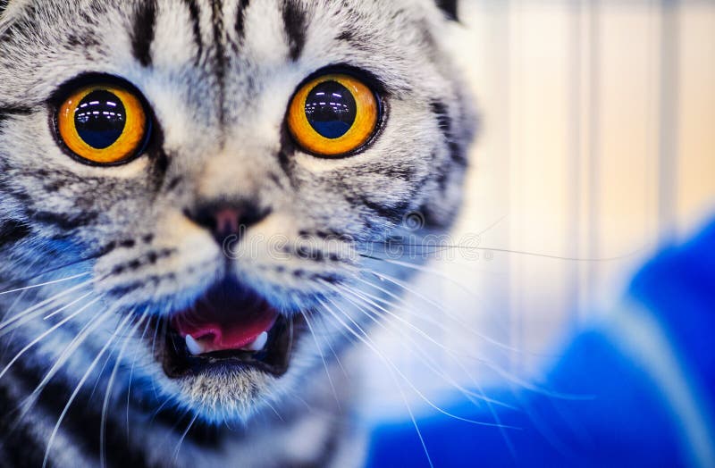 1,708 Shocked Cat Stock Photos - Free & Royalty-Free Stock Photos from ...
