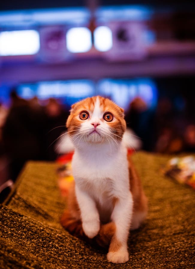 Cute shocked cat. Red cat stock image. Image of open - 162049093