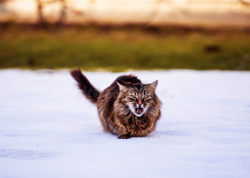 Cute Shocked Cat on the Snow. Red Cat Stock Image - Image of domestic ...