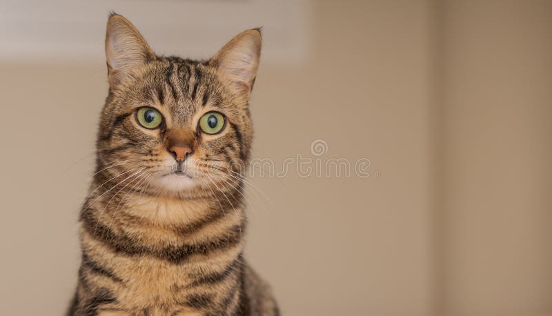 Cute Short Hair Cat Looking Curious and Snooping at Home Stock Photo ...