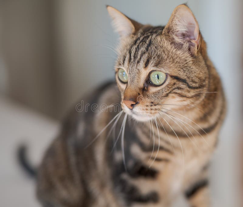 Cute Short Hair Cat Looking Curious and Snooping at Home Stock Photo ...