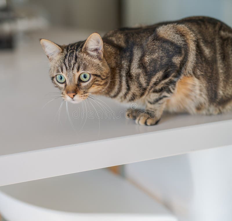 Cute Short Hair Cat Looking Curious and Snooping at Home Stock Photo ...