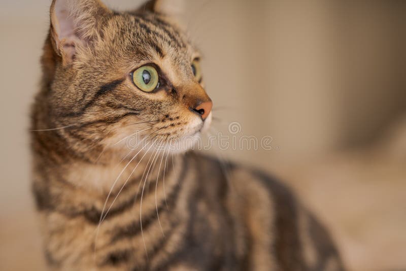 Cute Short Hair Cat Looking Curious and Snooping at Home Stock Photo ...