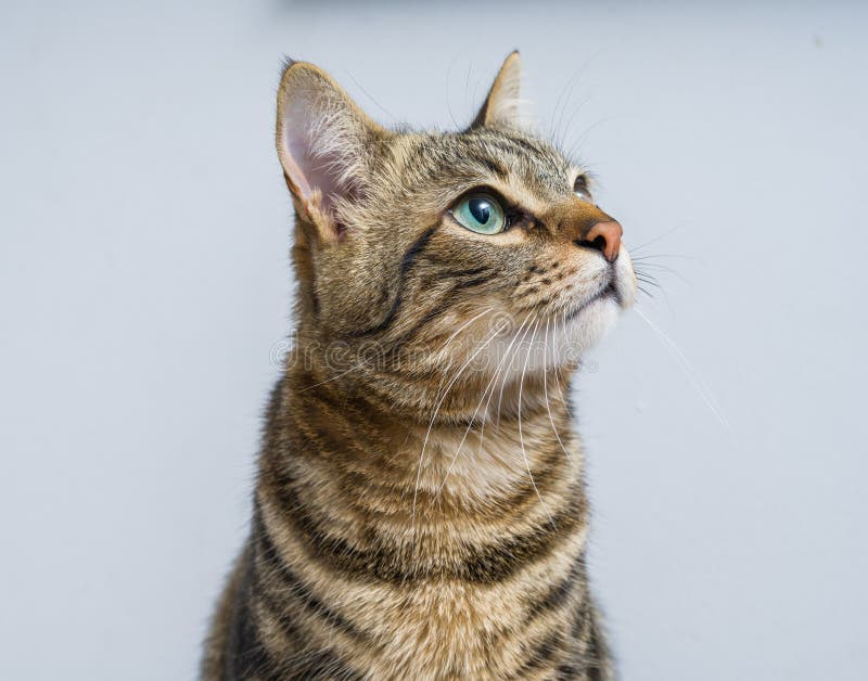 Cute Short Hair Cat Looking Curious and Snooping at Home Stock Photo ...