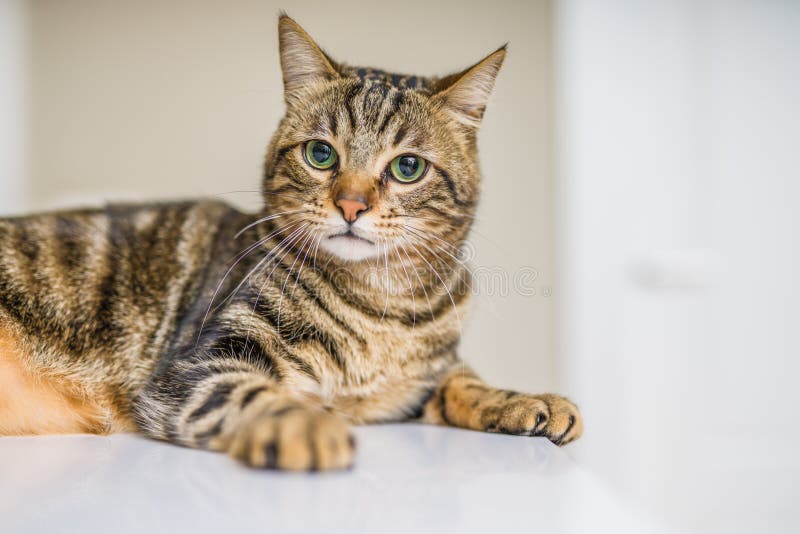 Cute Short Hair Cat Looking Curious and Snooping at Home Stock Photo ...