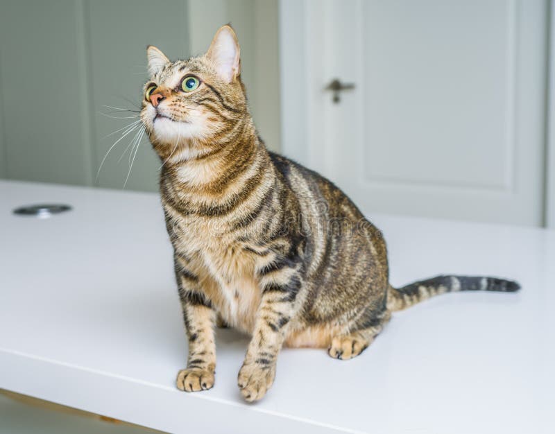 Cute Short Hair Cat Looking Curious and Snooping at Home Stock Photo ...