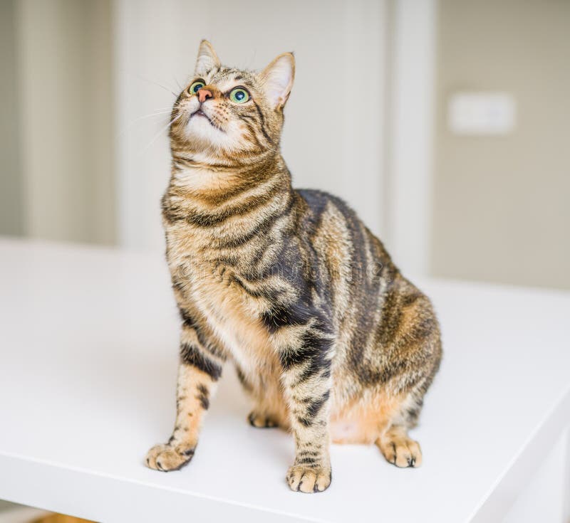 Cute Short Hair Cat Looking Curious and Snooping at Home Stock Image ...